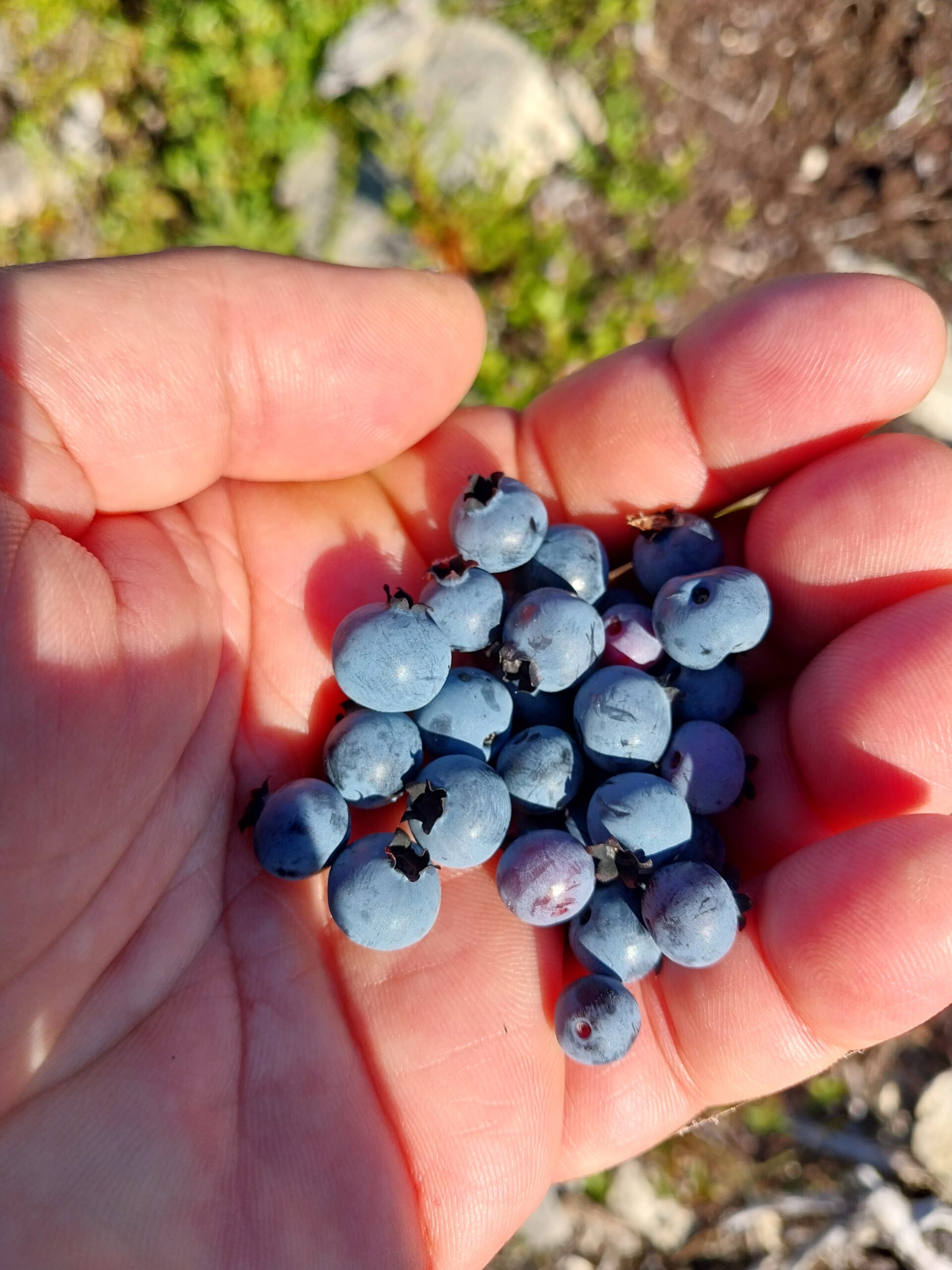 פרק ראשון: התגלגלתי לכאן - לרדת מהארץ